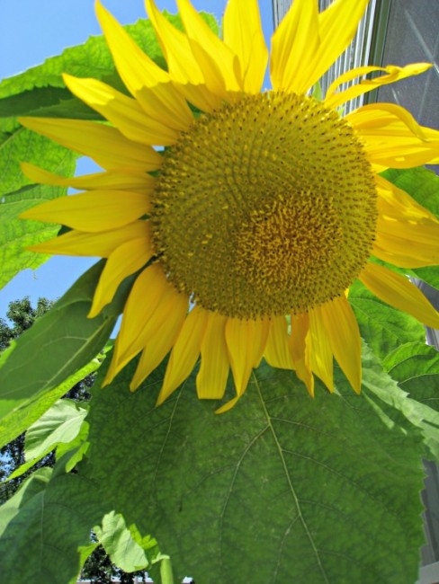 August Garden Tour with Mammoth Sunflowers