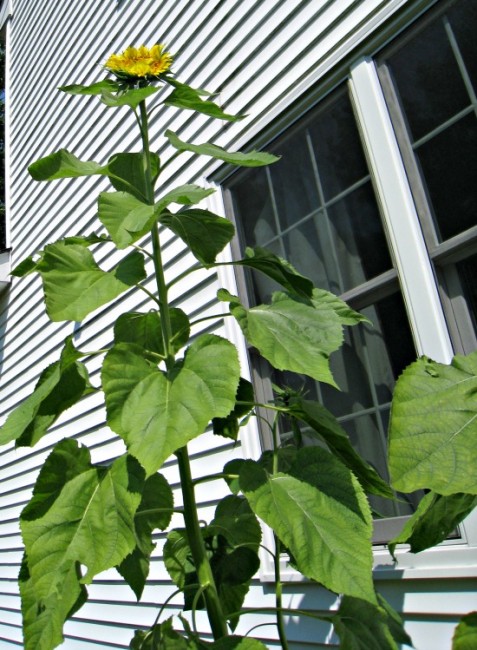 August Garden Tour with Mammoth Sunflowers