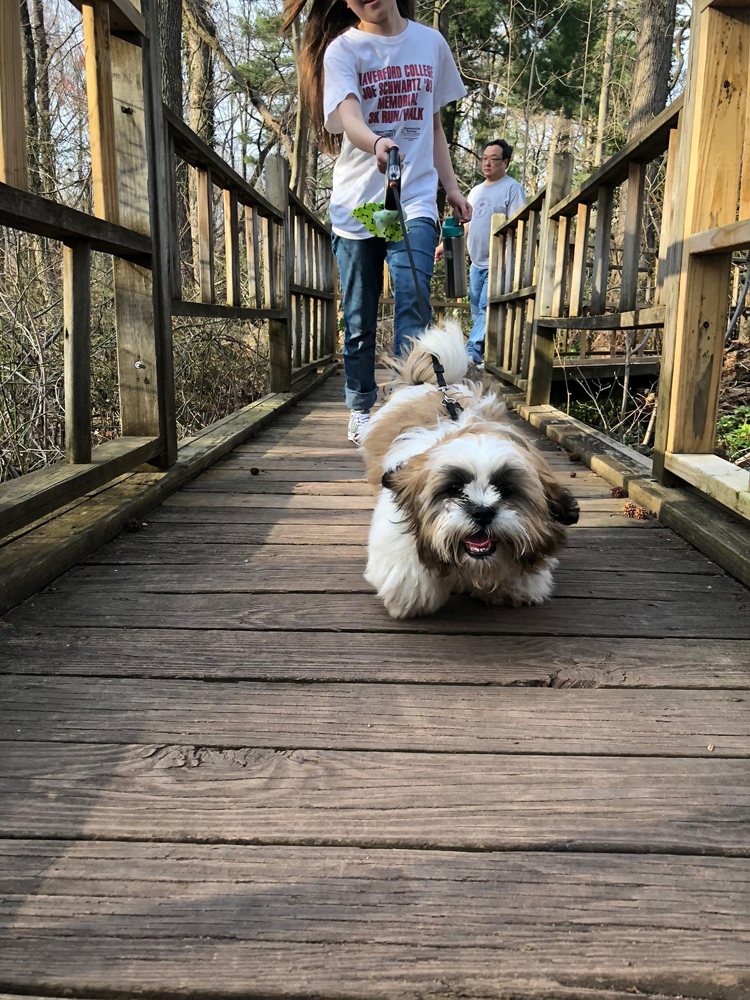 puppy-sayen-bridge
